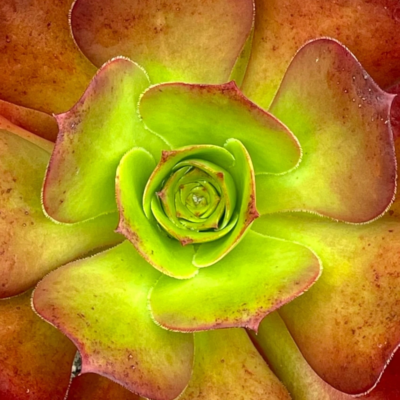 Semponium – Surreal Succulents