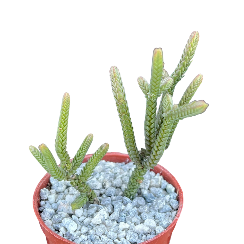 Crassula muscosa – Surreal Succulents