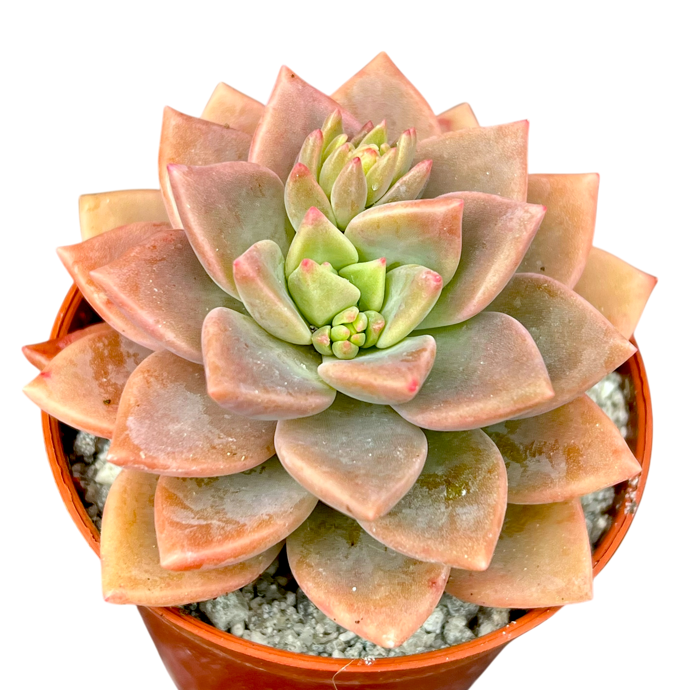 x Graptoveria 'Acaulis' – Surreal Succulents
