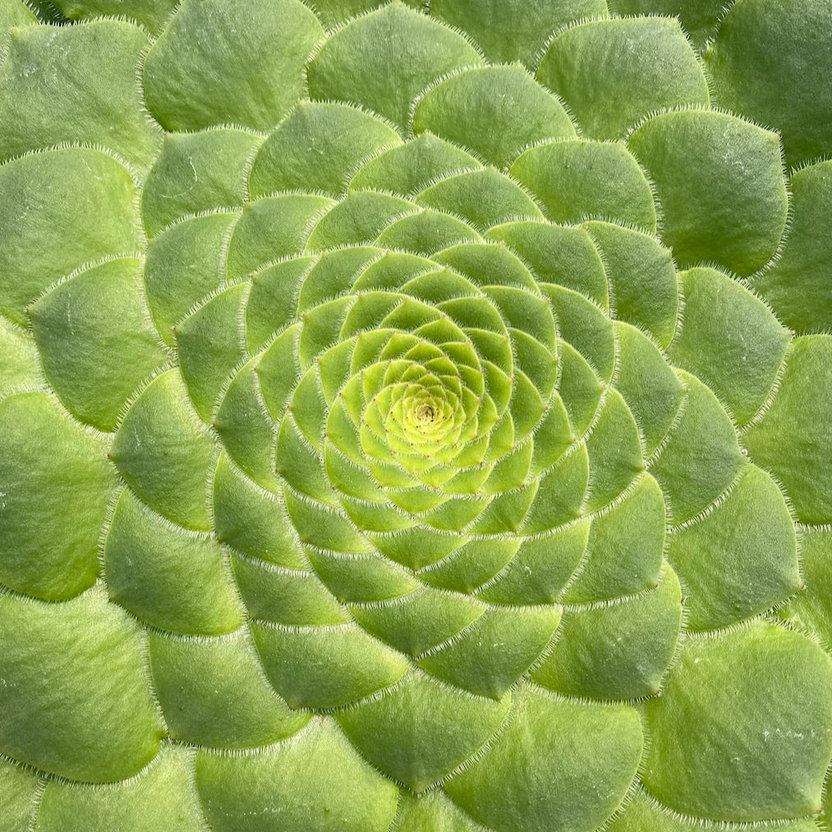 How to care for Aeoniums – Surreal Succulents