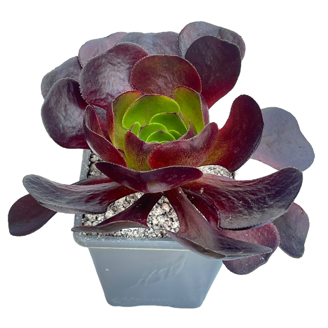 Semponium – Surreal Succulents
