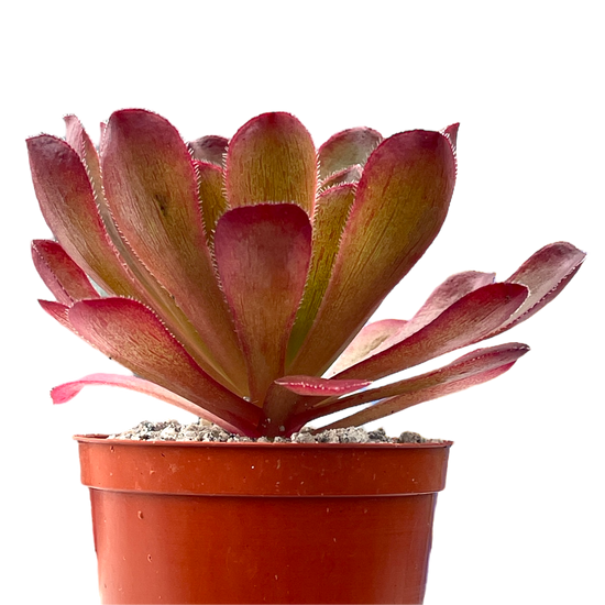 x Semponium 'Sienna' – Surreal Succulents