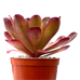 x Semponium 'Sienna' – Surreal Succulents