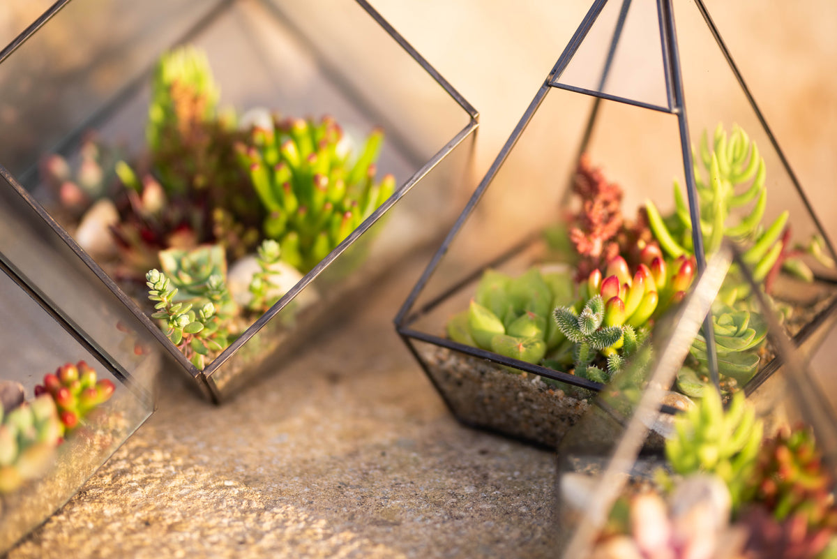 Succulent Gifts For Everyone – Surreal Succulents