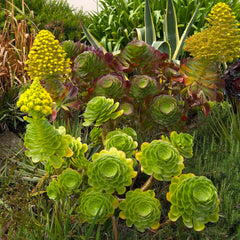 How to care for Aeoniums – Surreal Succulents