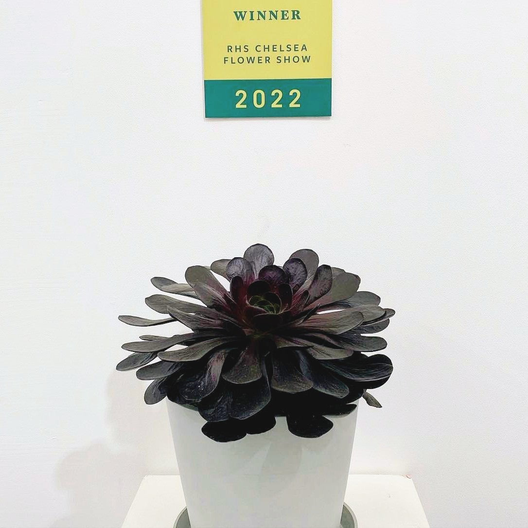 x Semponium 'Destiny' – Surreal Succulents