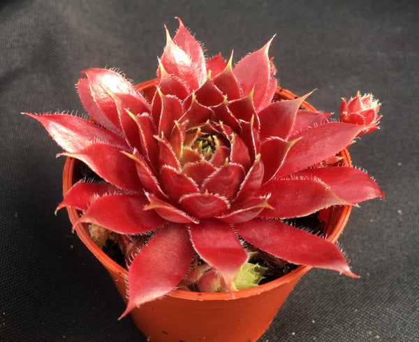 Sempervivum 'Red Lion' – Surreal Succulents