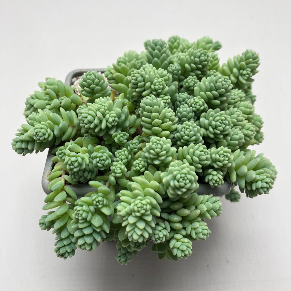 Sedum 'Silver Roses' – Surreal Succulents