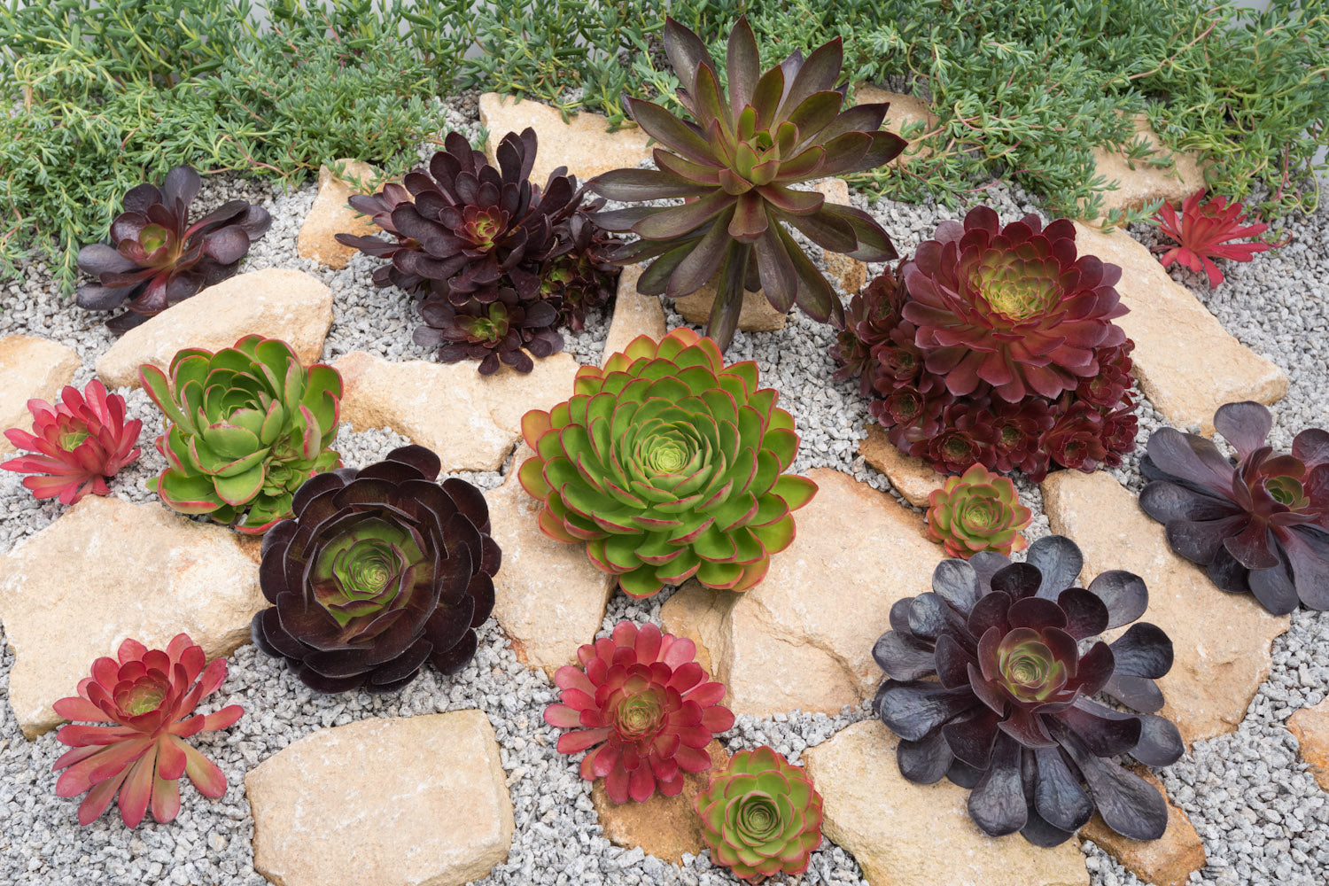 x Semponium 'Sienna' – Surreal Succulents