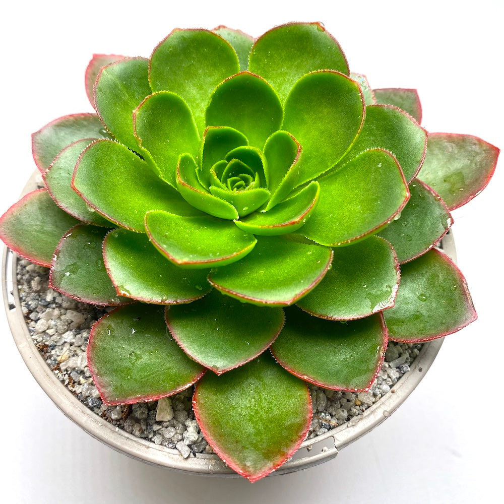 x Semponium 'Diamond' – Surreal Succulents