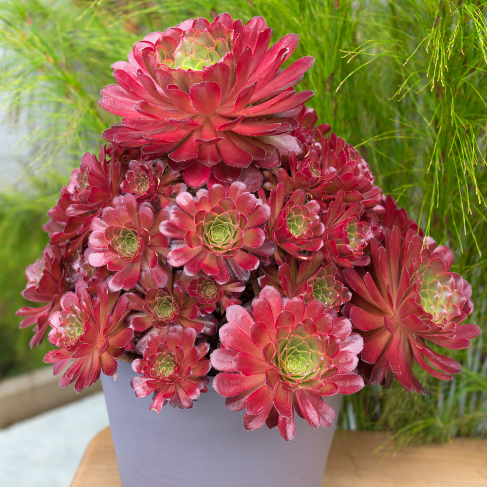 x Semponium 'Sienna' – Surreal Succulents