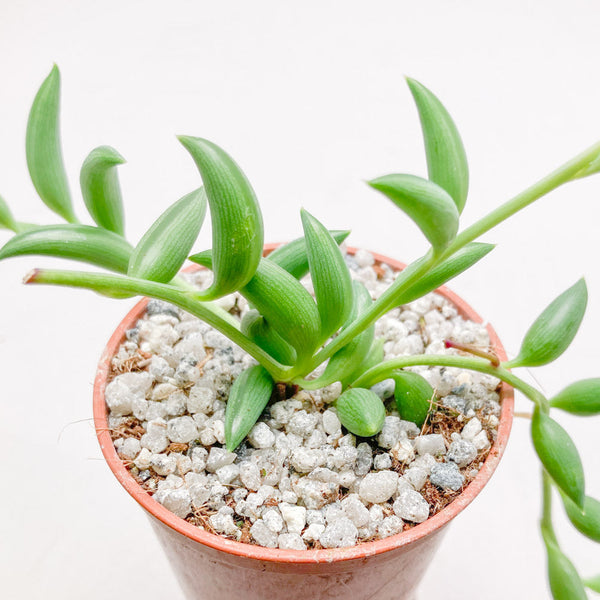 Curio radicans | String of Bananas – Surreal Succulents