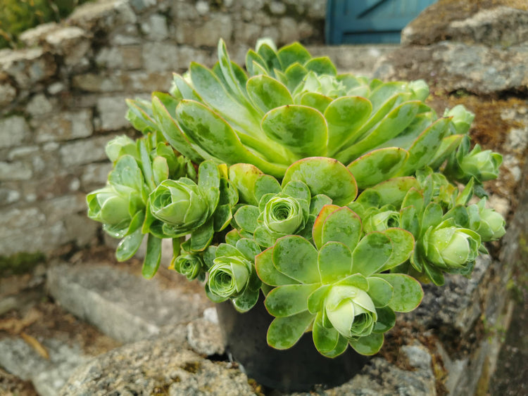 How to grow and propagate Aeoniums – Surreal Succulents