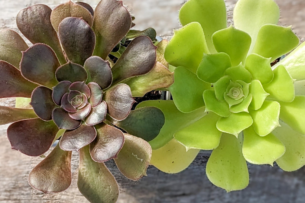 How to grow and propagate Aeoniums – Surreal Succulents