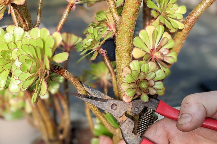 How to grow and propagate Aeoniums – Surreal Succulents