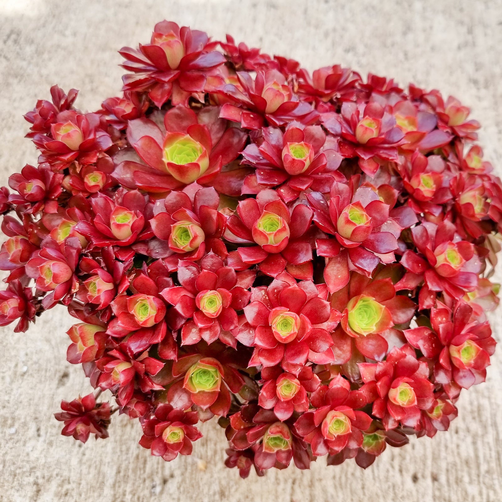 Aeonium 'Pink Daisy' – Surreal Succulents