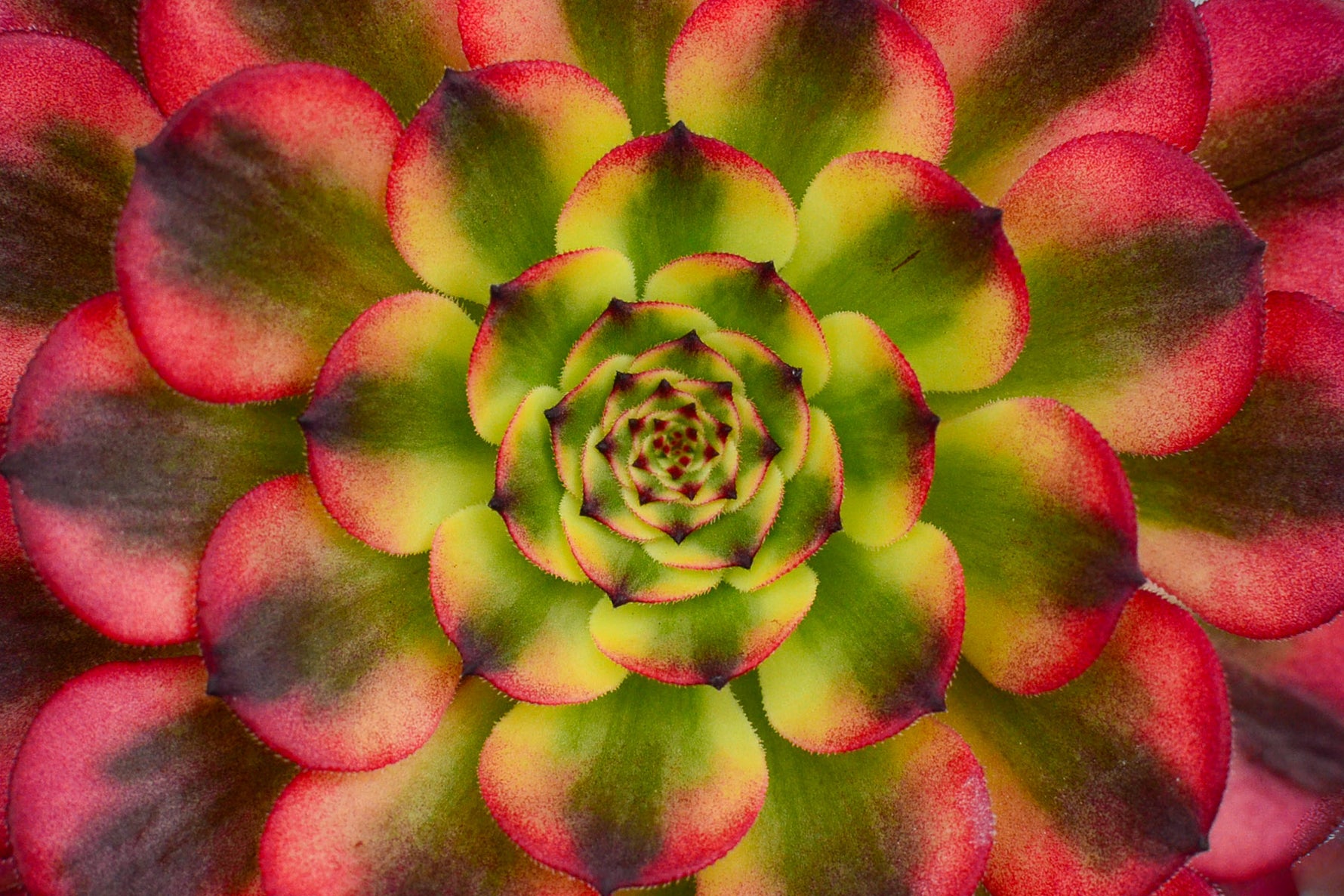 Shop – Surreal Succulents