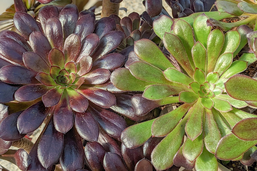 How to grow and propagate Aeoniums – Surreal Succulents
