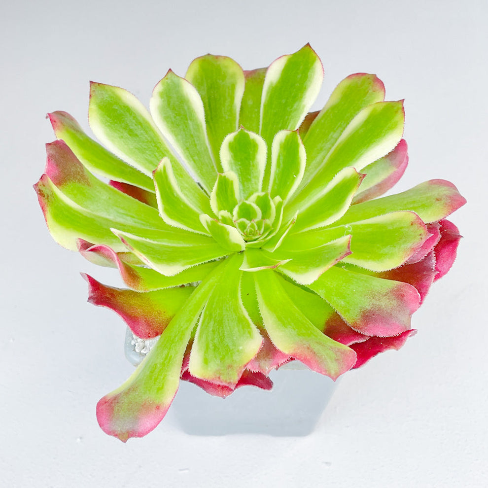 Aeonium 'Venus' – Surreal Succulents