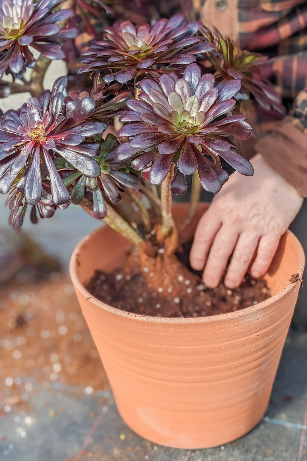 How to grow and propagate Aeoniums – Surreal Succulents