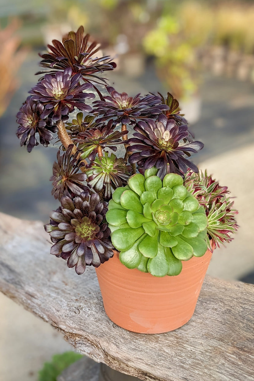 How to grow and propagate Aeoniums – Surreal Succulents