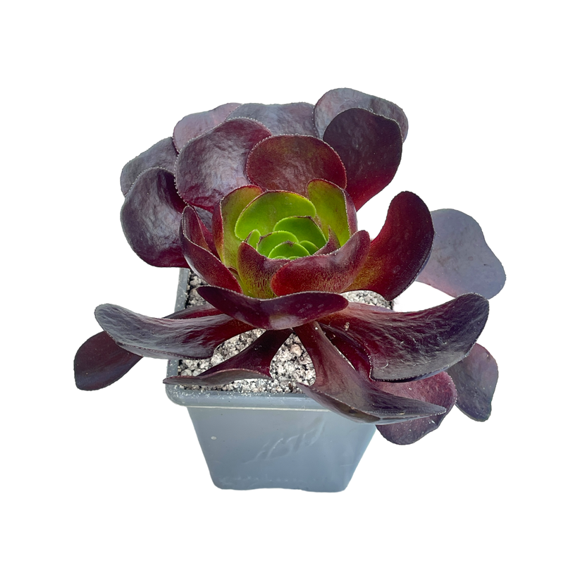 x Semponium 'Destiny' – Surreal Succulents