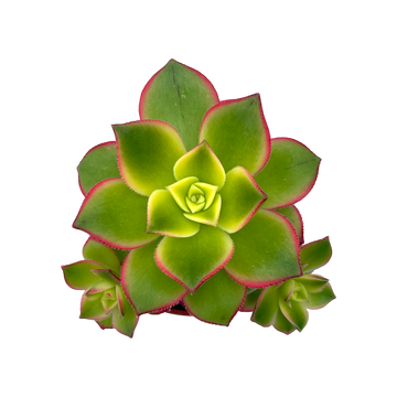 Shop – Surreal Succulents