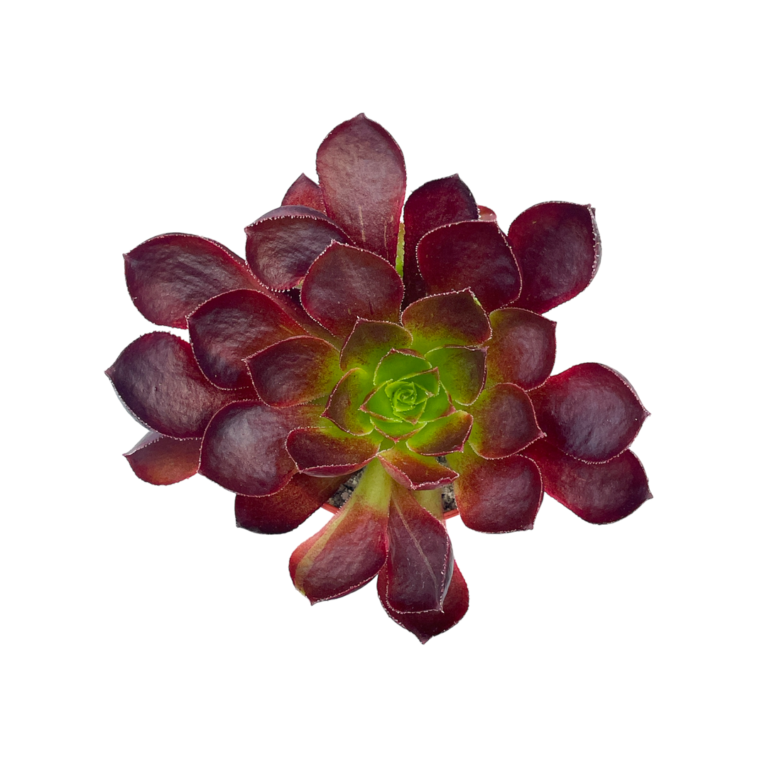 Semponium – Surreal Succulents