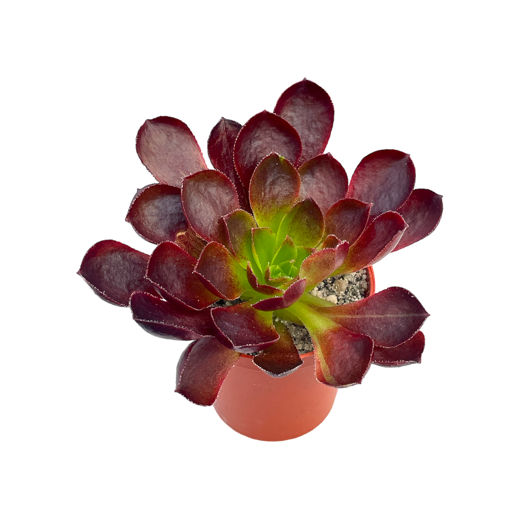 Semponium – Surreal Succulents