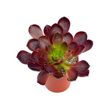 Semponium – Surreal Succulents