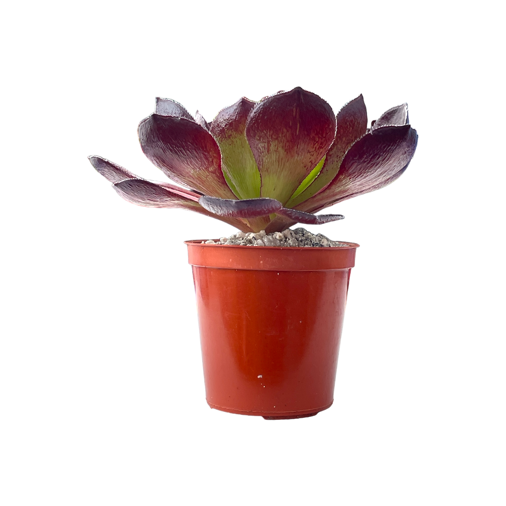 x Semponium 'Vortex' – Surreal Succulents