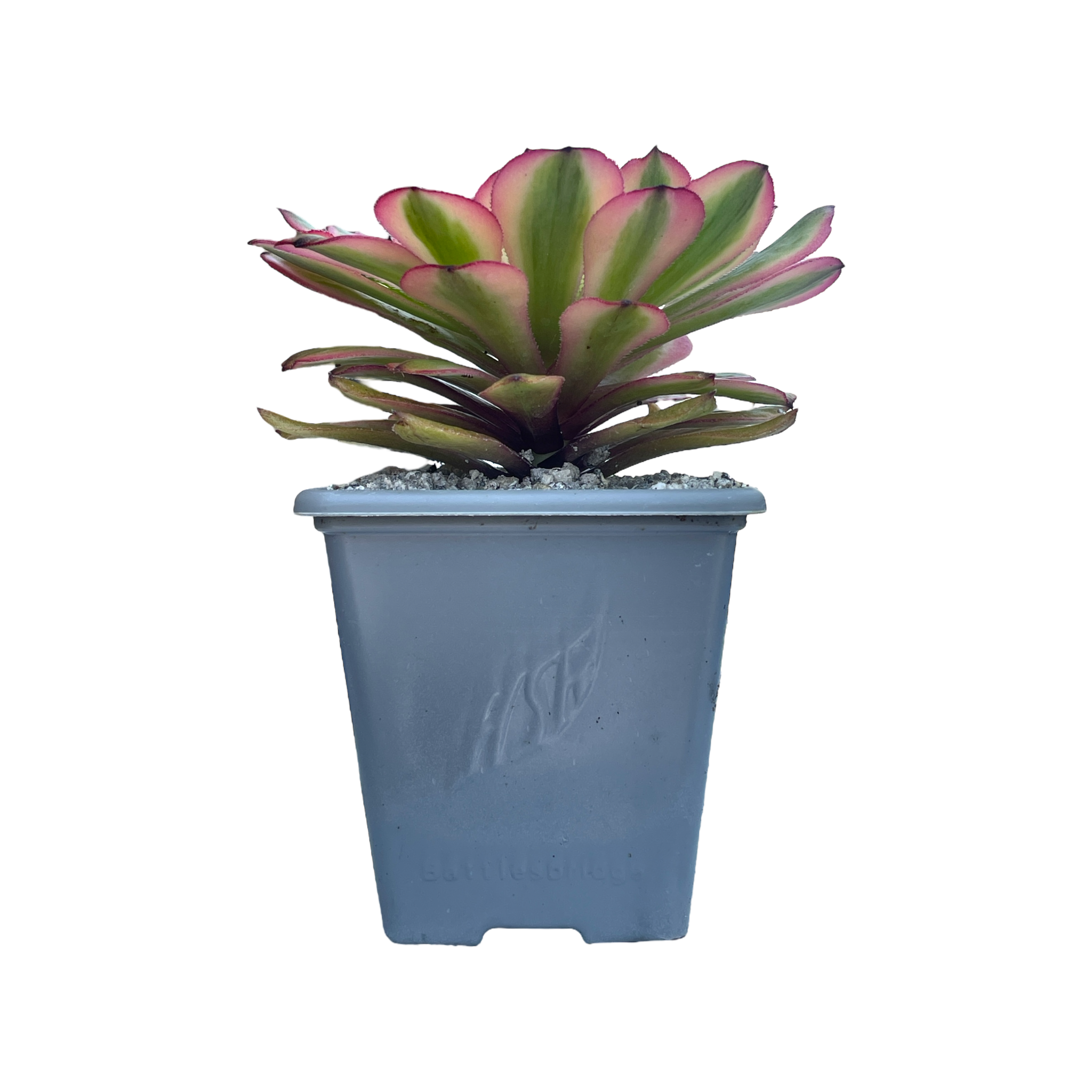 Aeonium 'Pink Daisy' – Surreal Succulents