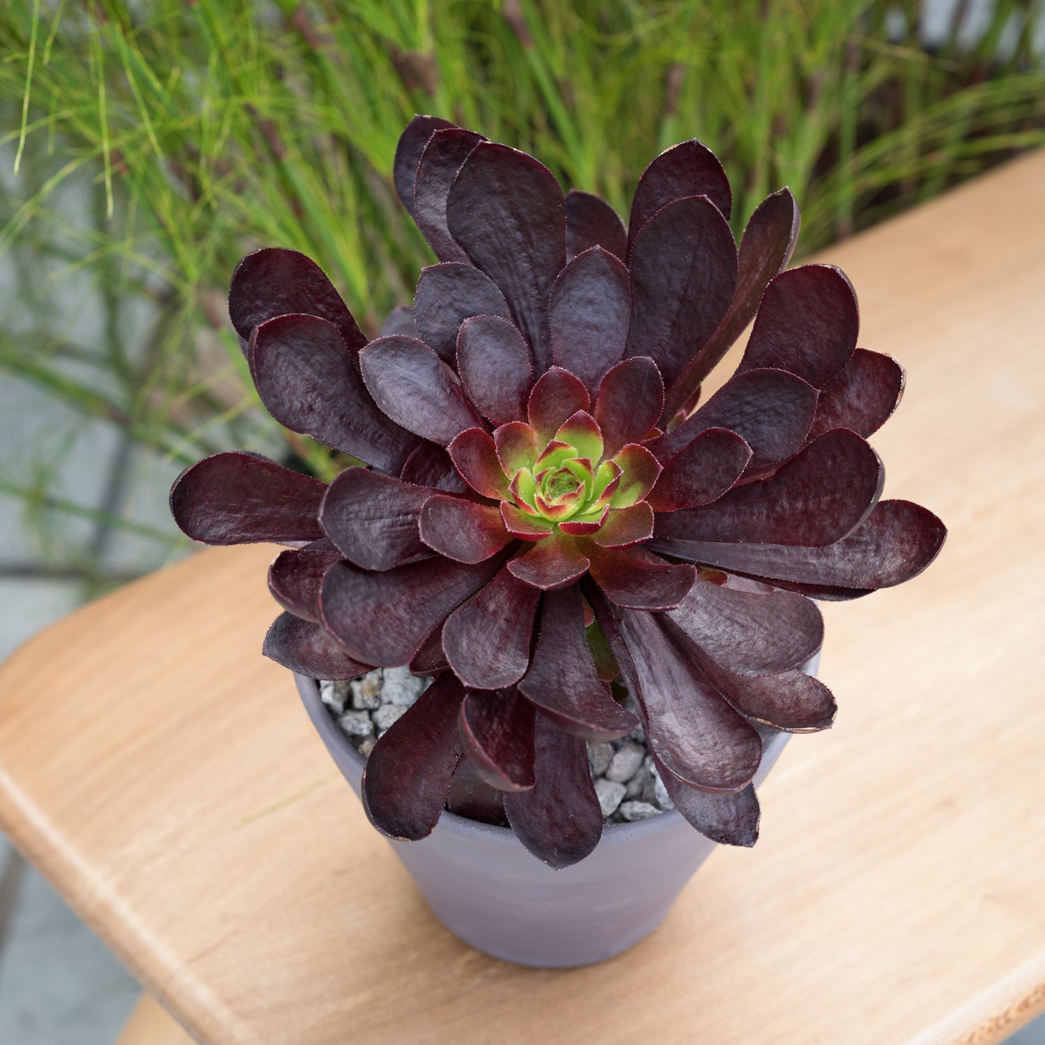x Semponium 'Halo' – Surreal Succulents