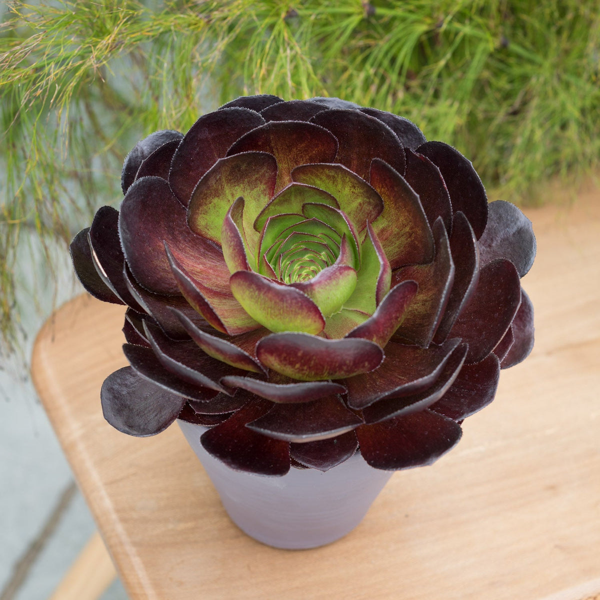 x Semponium 'Vortex' – Surreal Succulents