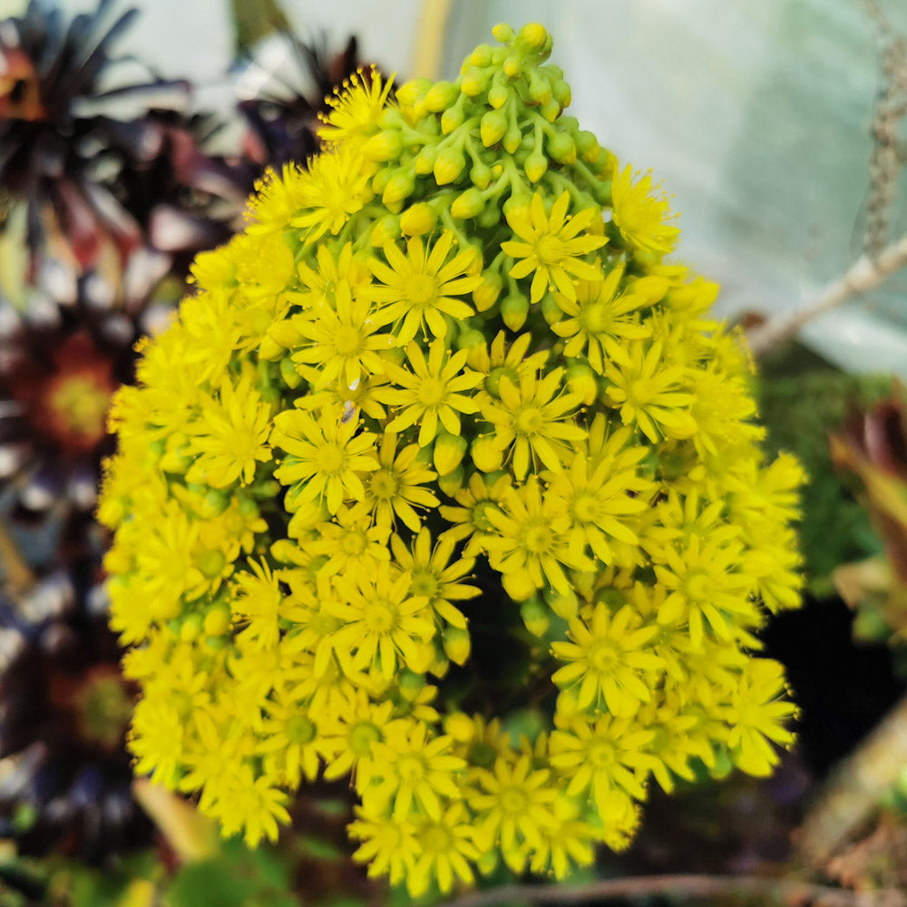 How to care for Aeoniums – Surreal Succulents